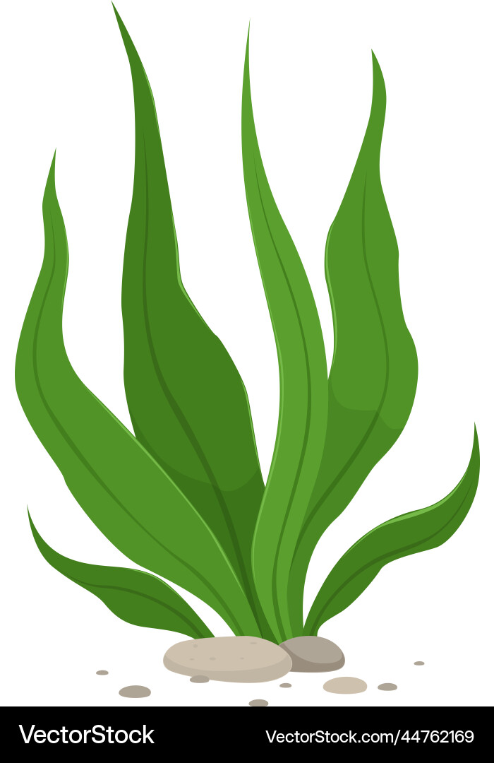 Underwater Plants Cartoon