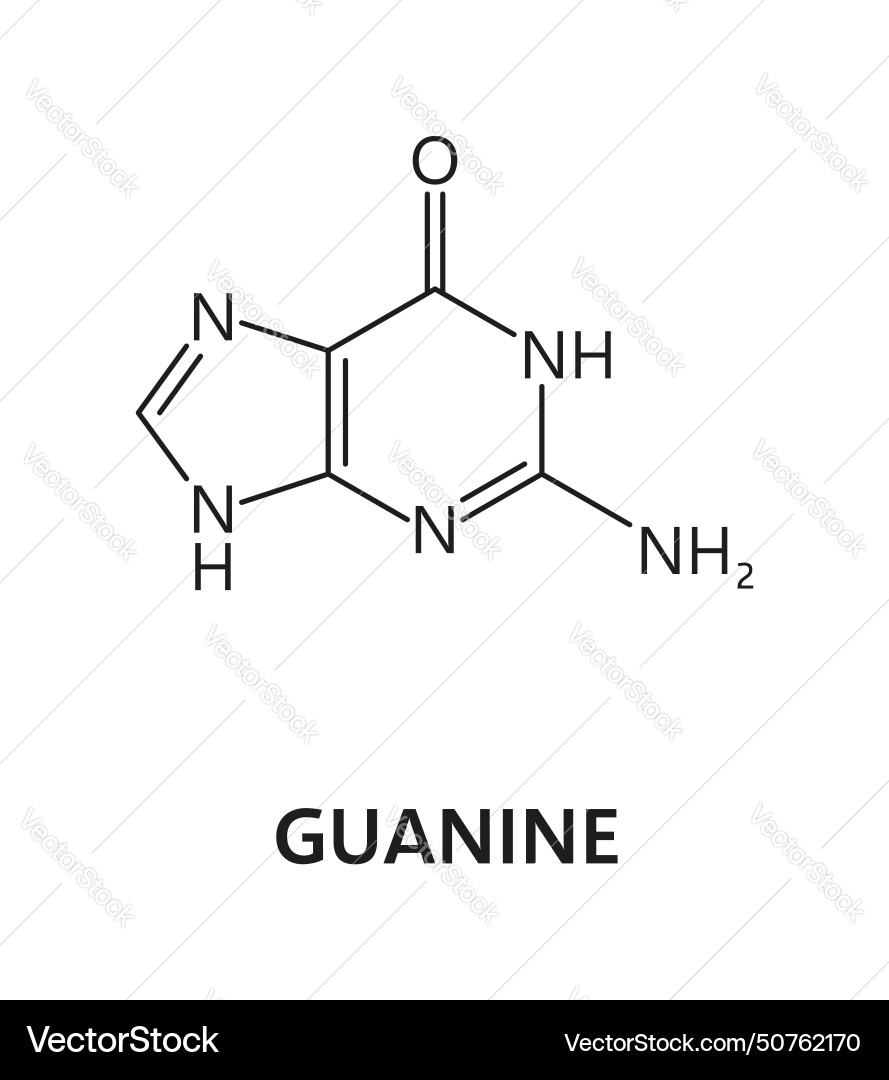 Guanine nucleic acid nitrogenous base formula Vector Image