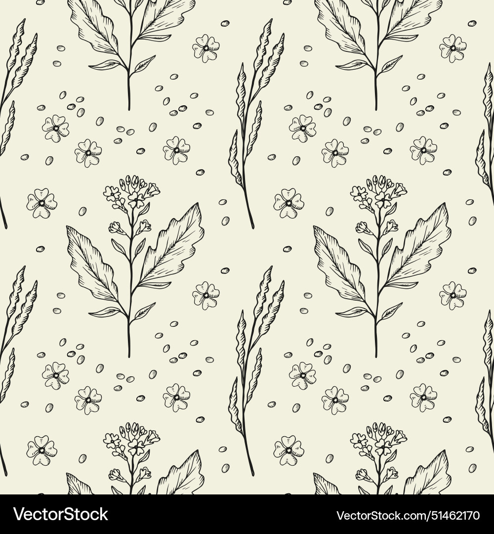Seamless pattern with mustard plant flowers Vector Image