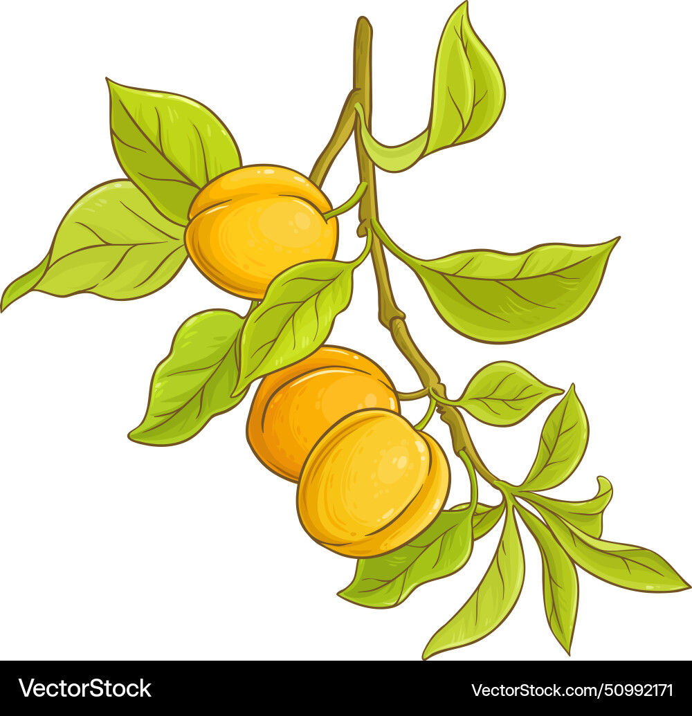 Apricot branch colored detailed Royalty Free Vector Image Apricot branch colored detailed Royalty Free Vector Image