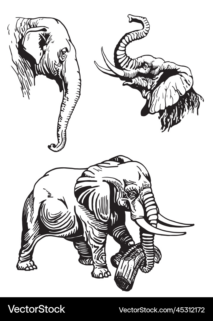 Graphical set of elephants isolated on white Vector Image