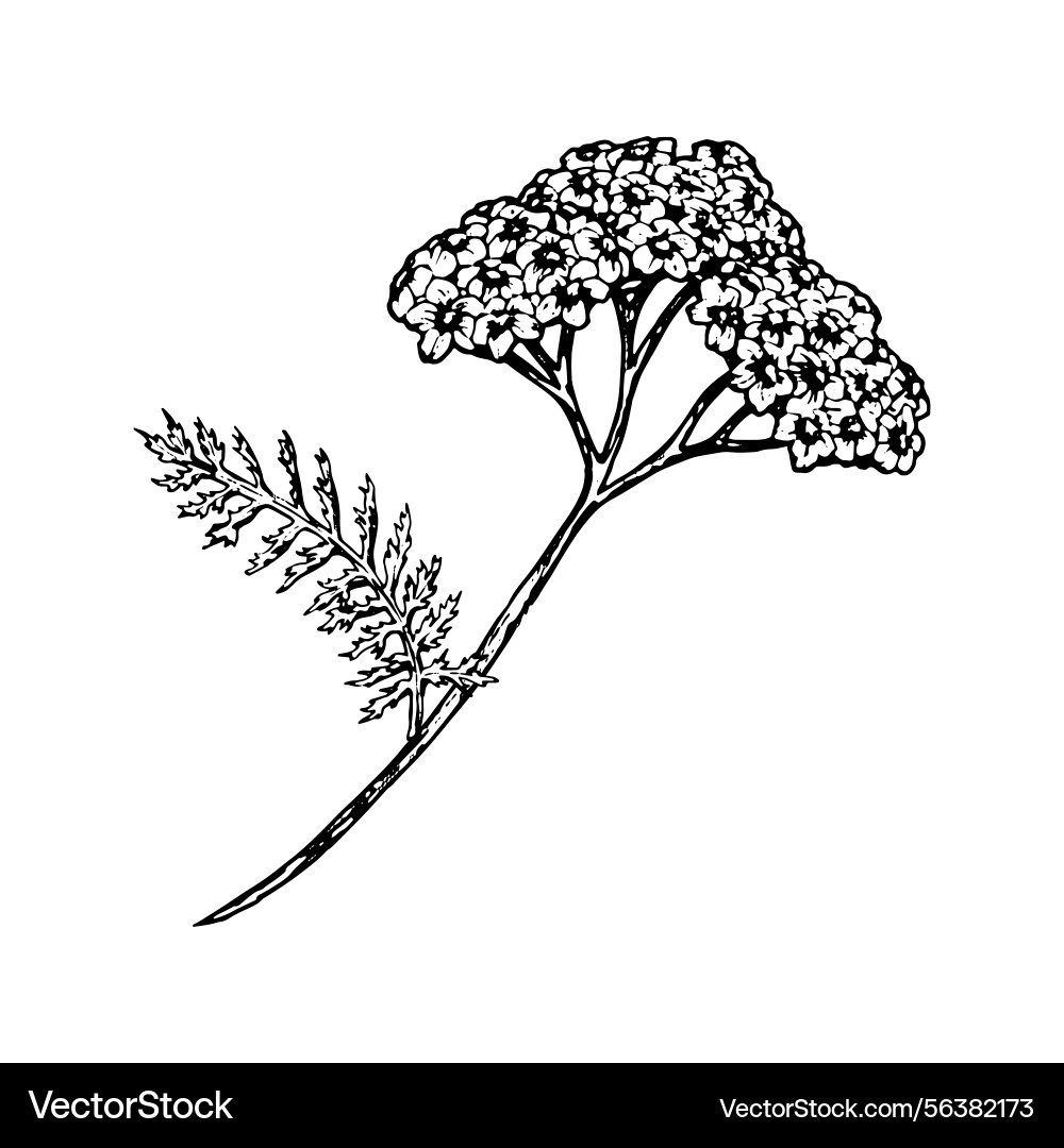 A blooming yarrow plant Royalty Free Vector Image
