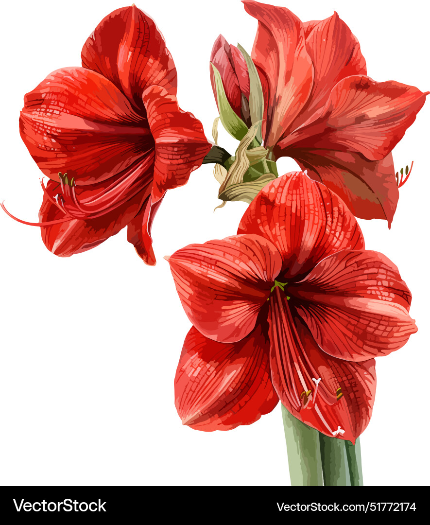 Amaryllis flower clipart Royalty Free Vector Image