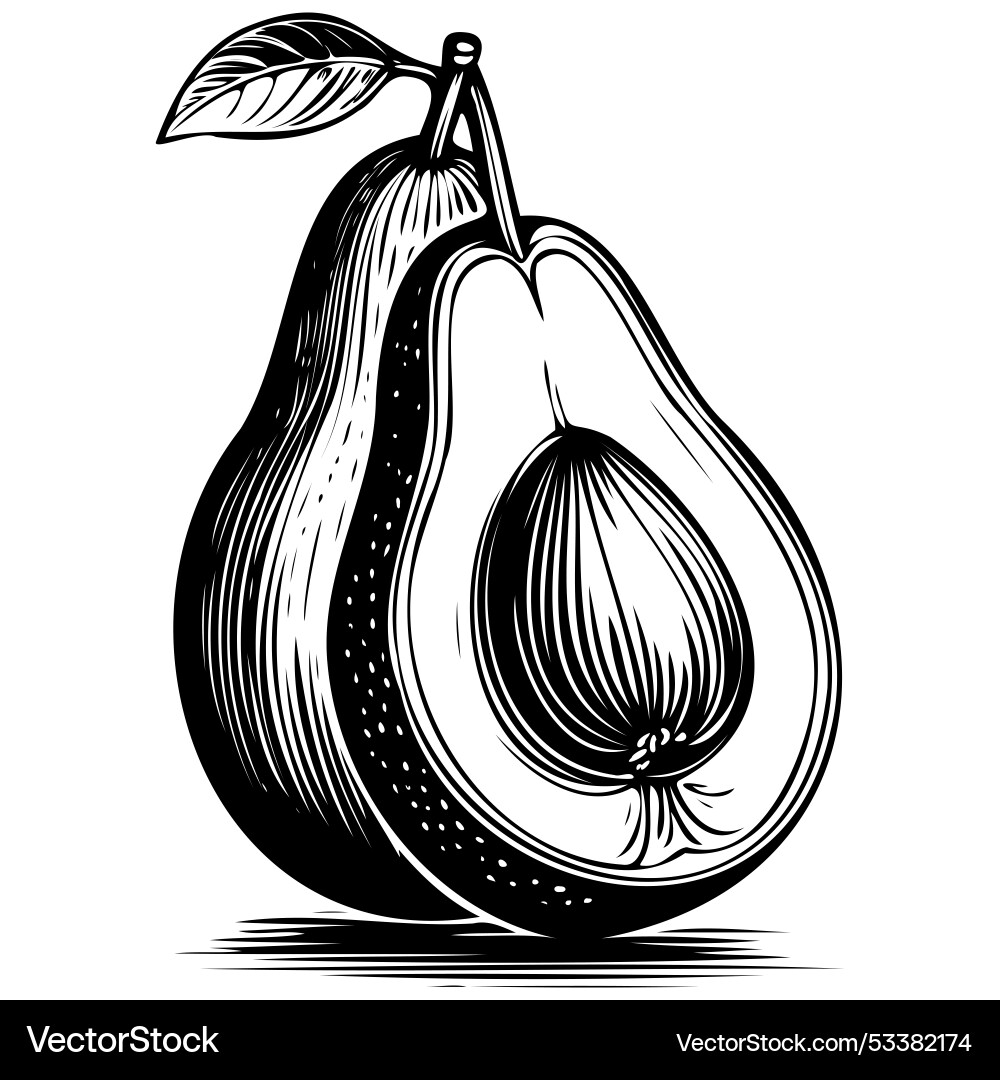 Monochrome avocado drawing realistic outline Vector Image