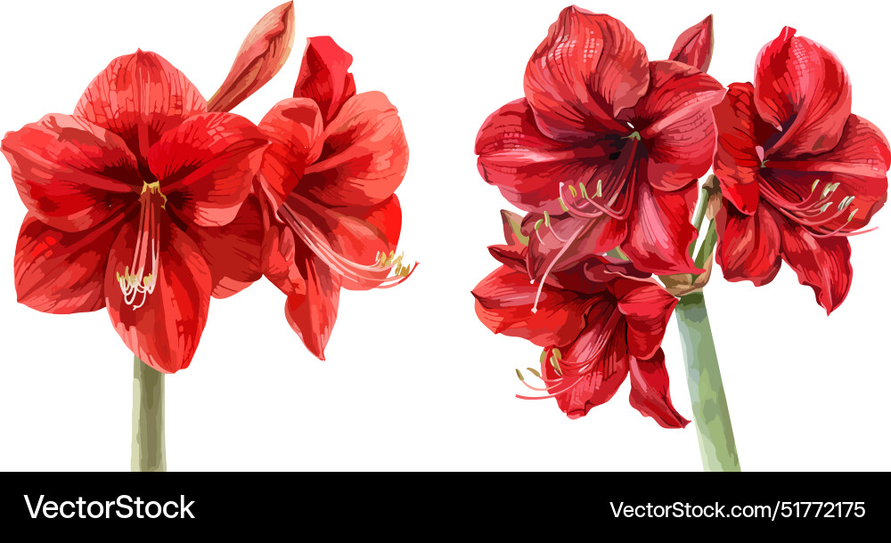 Amaryllis flower clipart Royalty Free Vector Image
