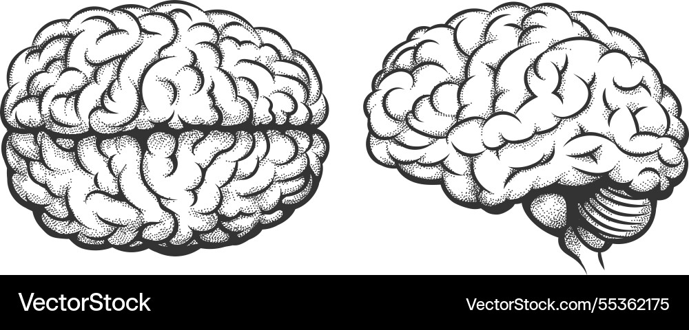 Human brain top and side view Royalty Free Vector Image