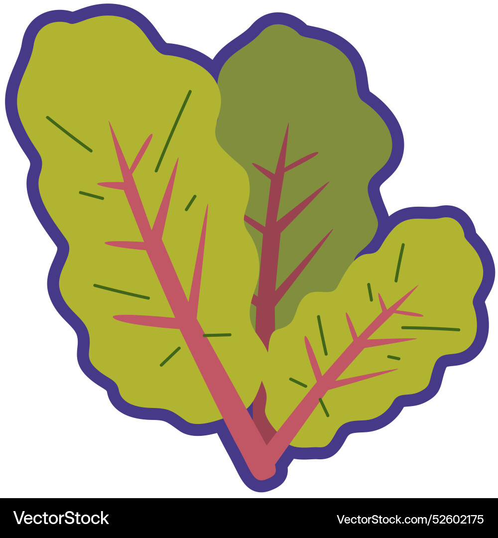 Swiss chard fresh salad vegetable cartoon Vector Image