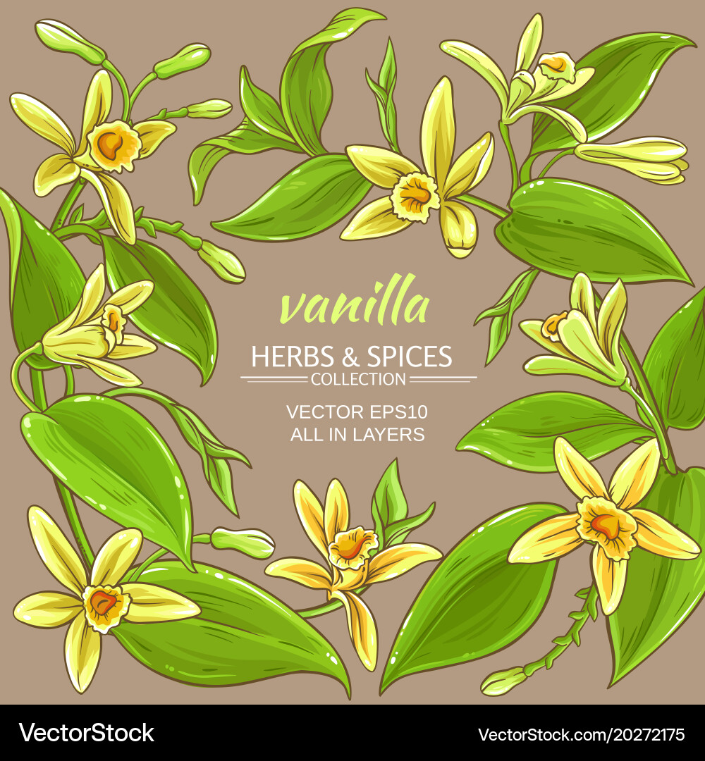 Vanilla frame Royalty Free Vector Image - VectorStock