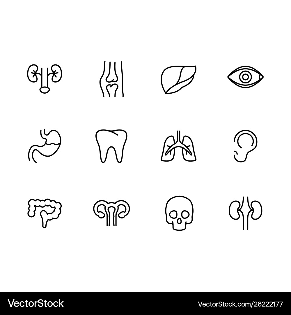 Human body internal organs icon simple symbols set