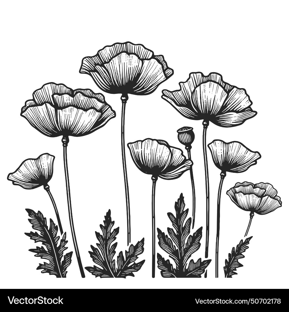 Poppies engraving line art Royalty Free Vector Image