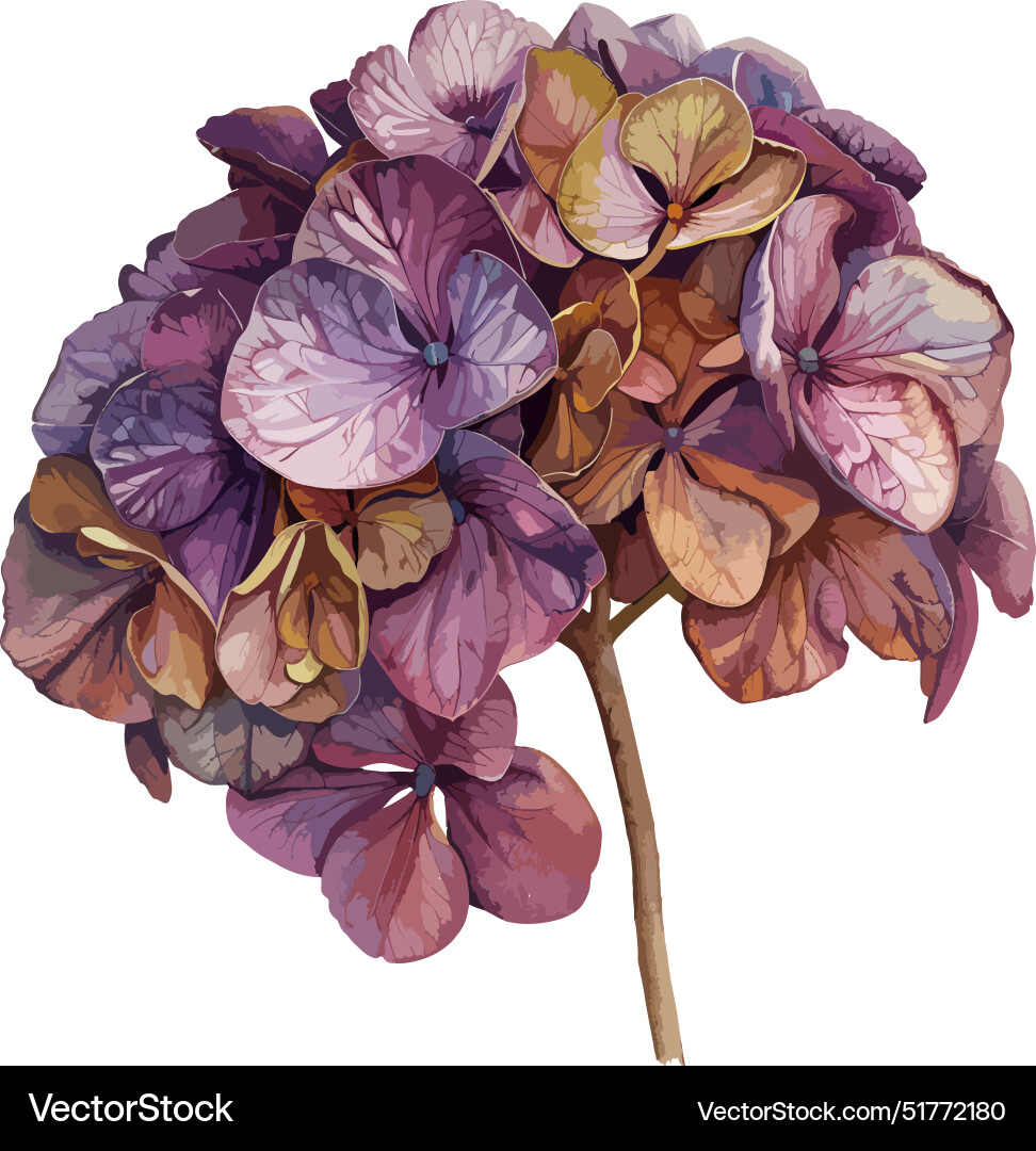 Hydrangea flower clipart with Royalty Free Vector Image