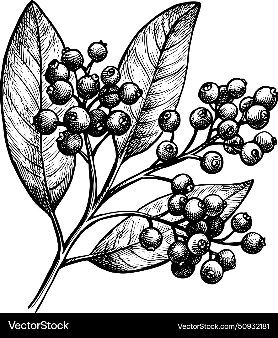 Allspice branch ink sketch Royalty Free Vector Image