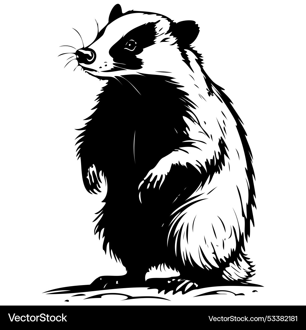 Monochrome badger sketch realistic animal Vector Image