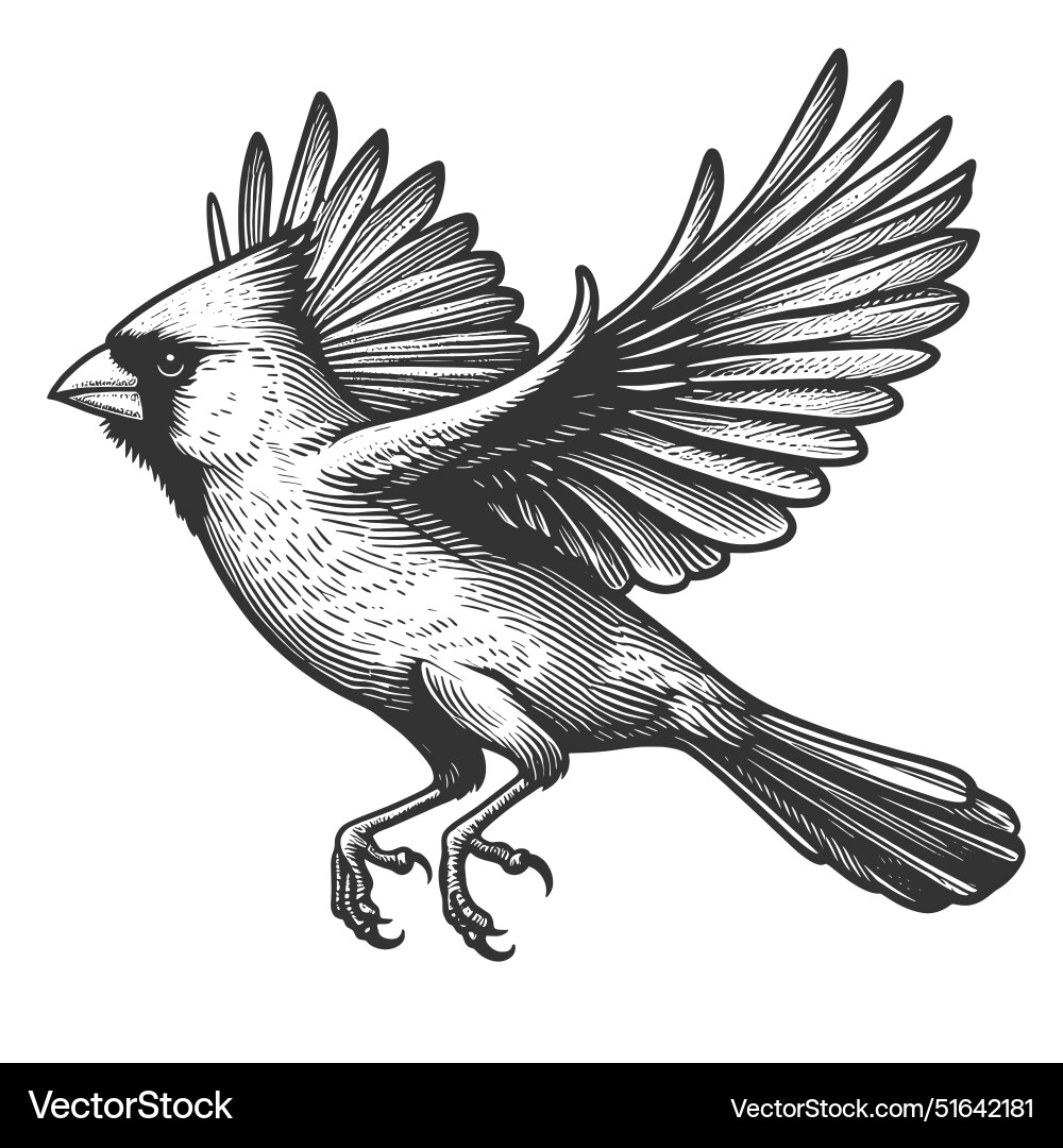 Northern cardinal bird in flight engraving Vector Image