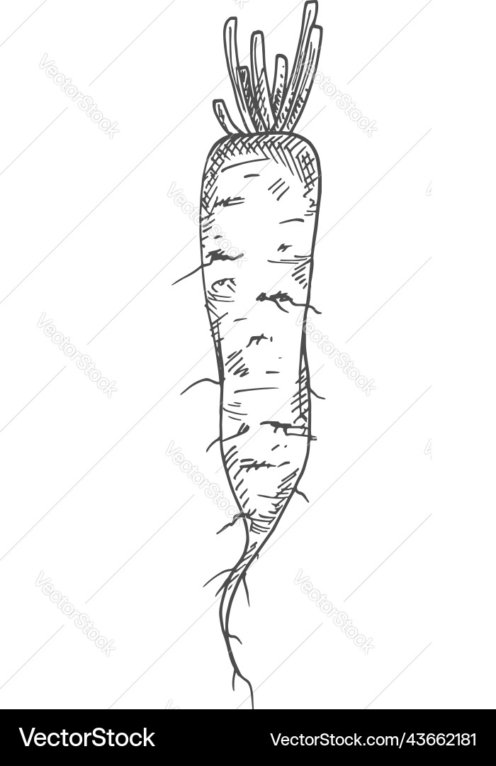 Radish vegetable tuber sketch Royalty Free Vector Image