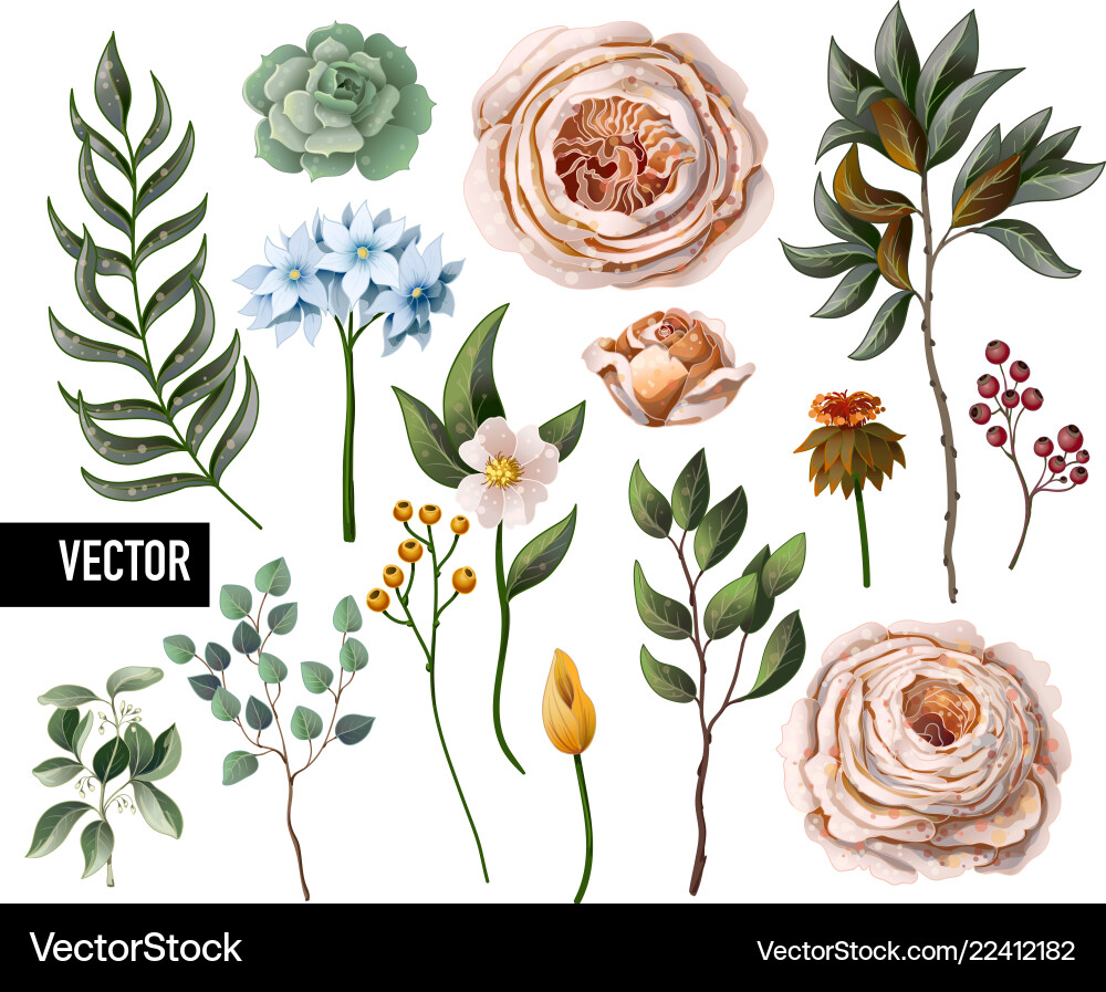 Set of peachy english roses Royalty Free Vector Image