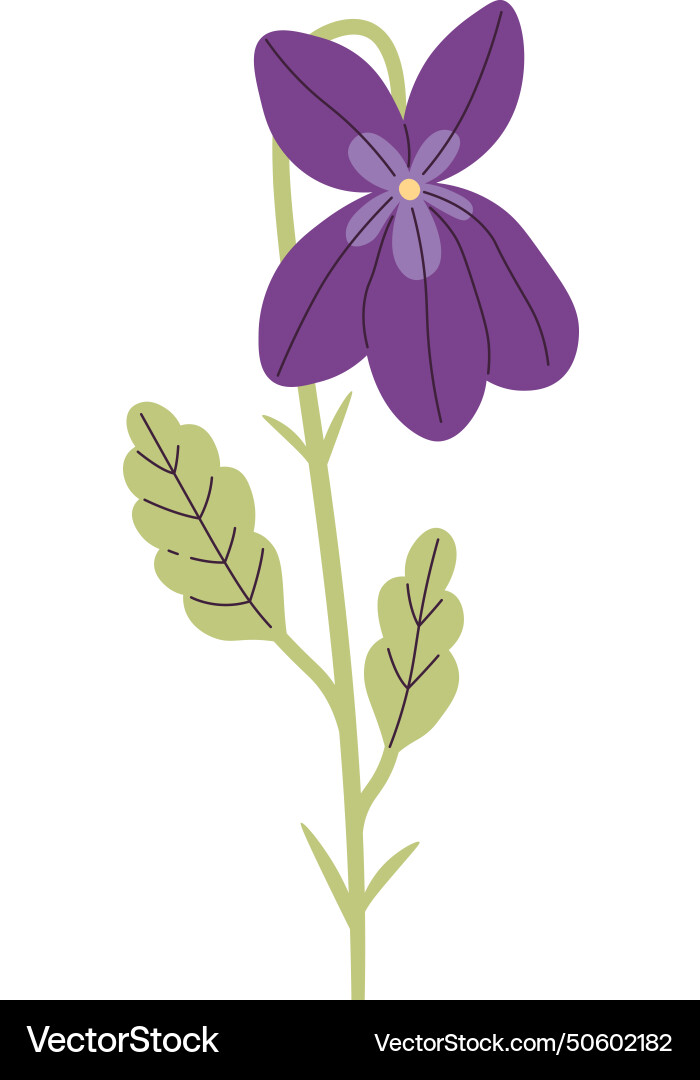 Viola flower with leaves Royalty Free Vector Image