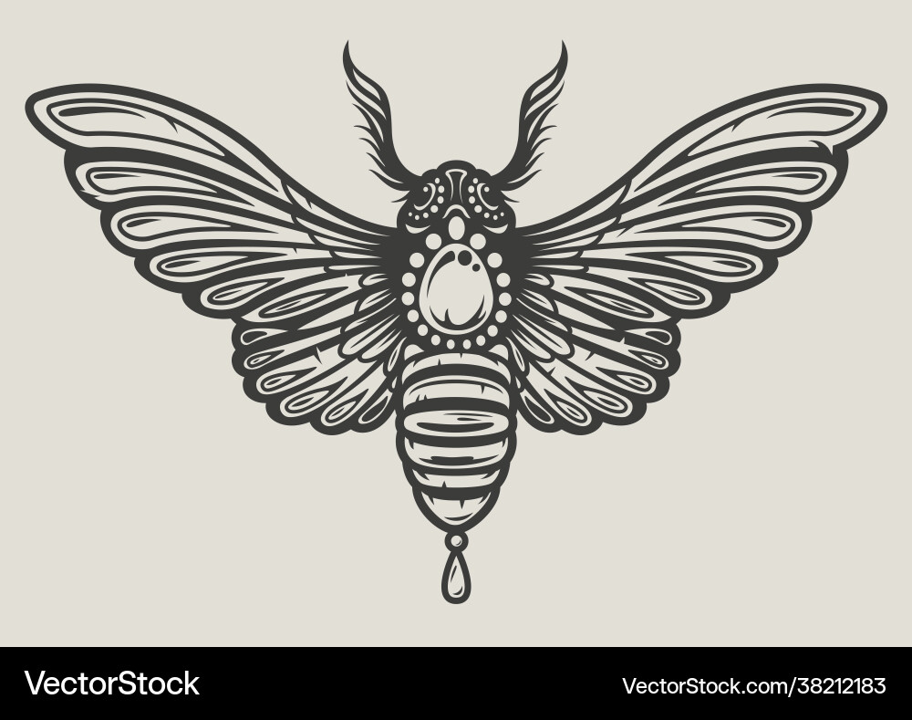 A moth Royalty Free Vector Image - VectorStock