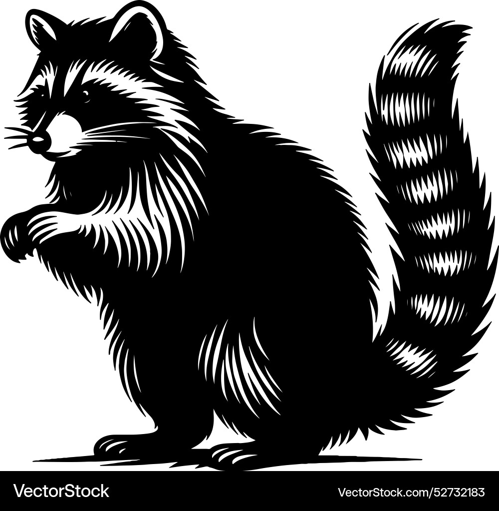 A silhouette of raccoon standing Royalty Free Vector Image