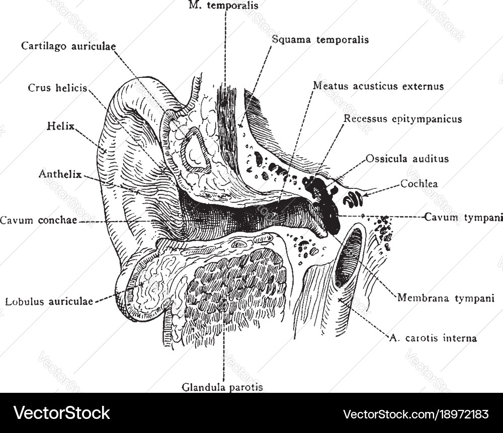 Auditory canal of the ear vintage Royalty Free Vector Image