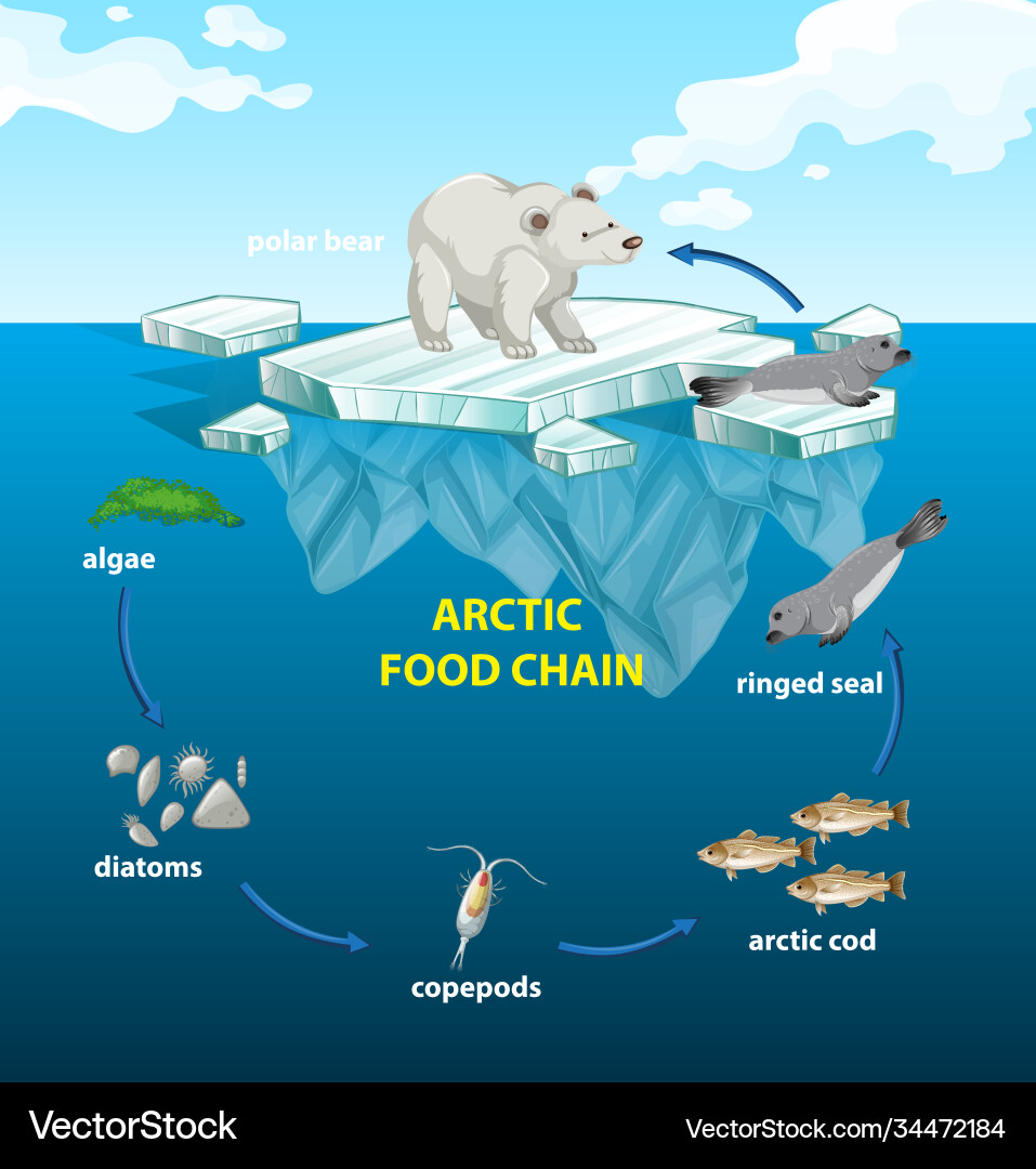 Arctic Food Chain Diagram Royalty Free Vector Image