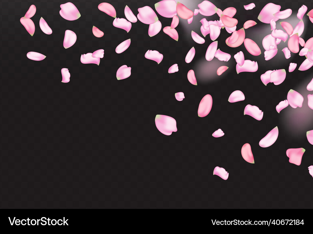Pink falling sakura petalsnature horizontal black Vector Image