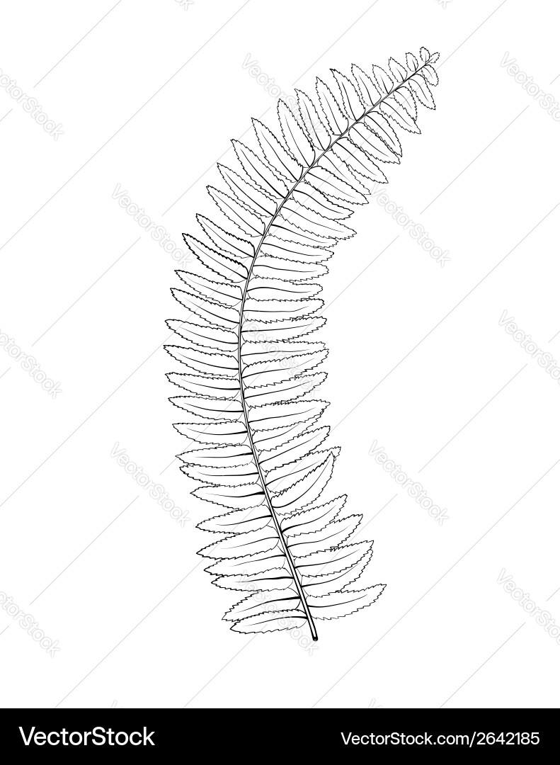 Black and white fern leaves isolated Royalty Free Vector