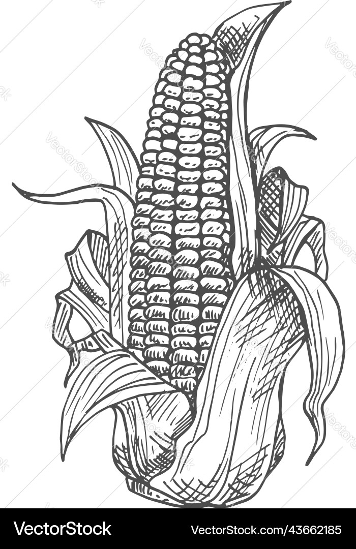 Corn cob with leaves isolated sketch of maize Vector Image