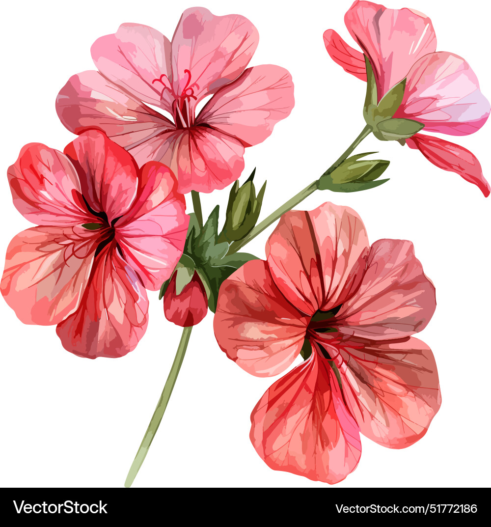 Geranium flower clipart with Royalty Free Vector Image