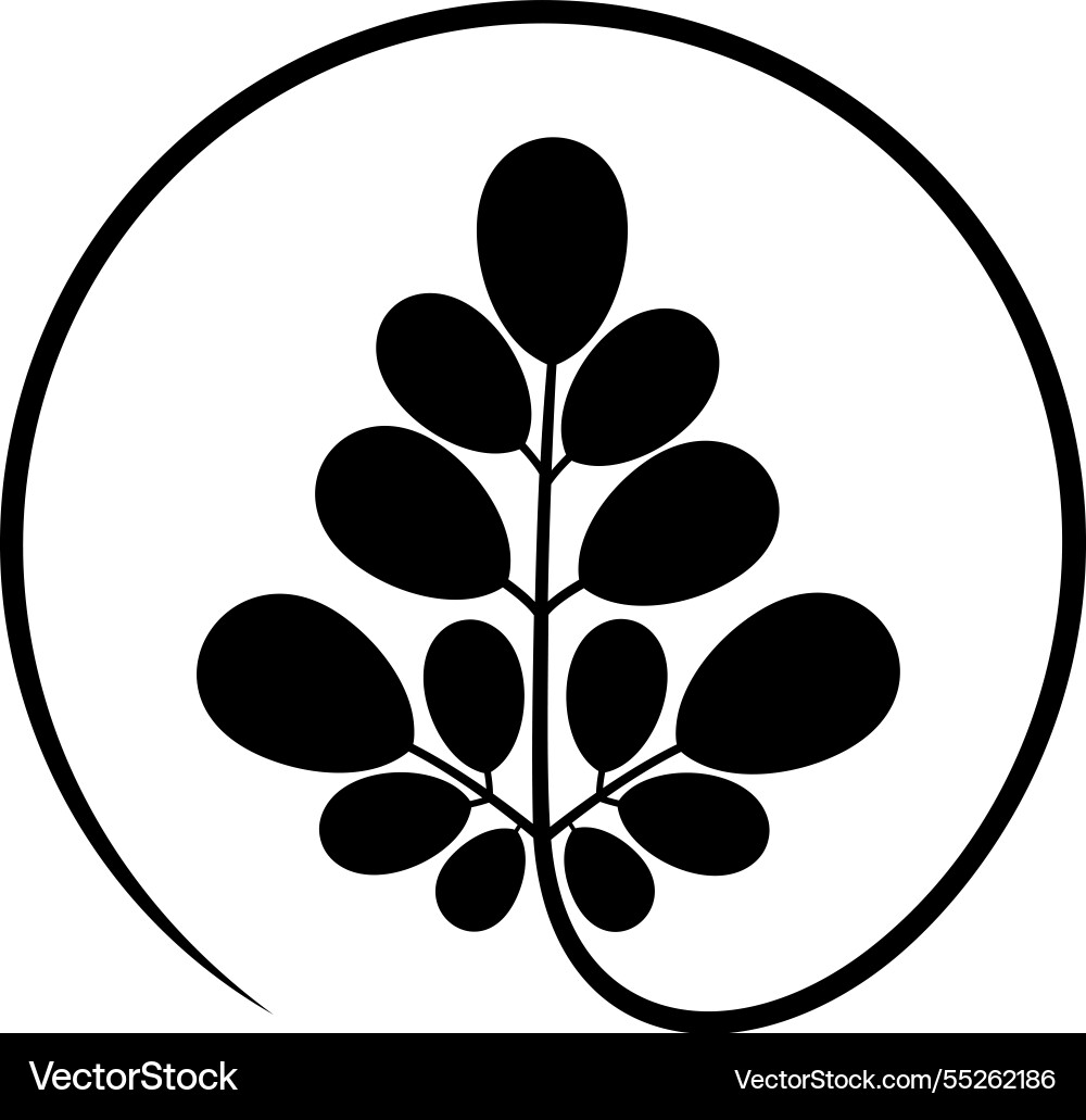 Moringa Royalty Free Vector Image - VectorStock