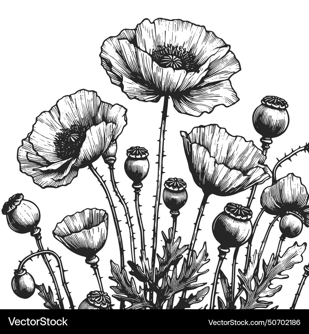 Poppies engraving line art Royalty Free Vector Image