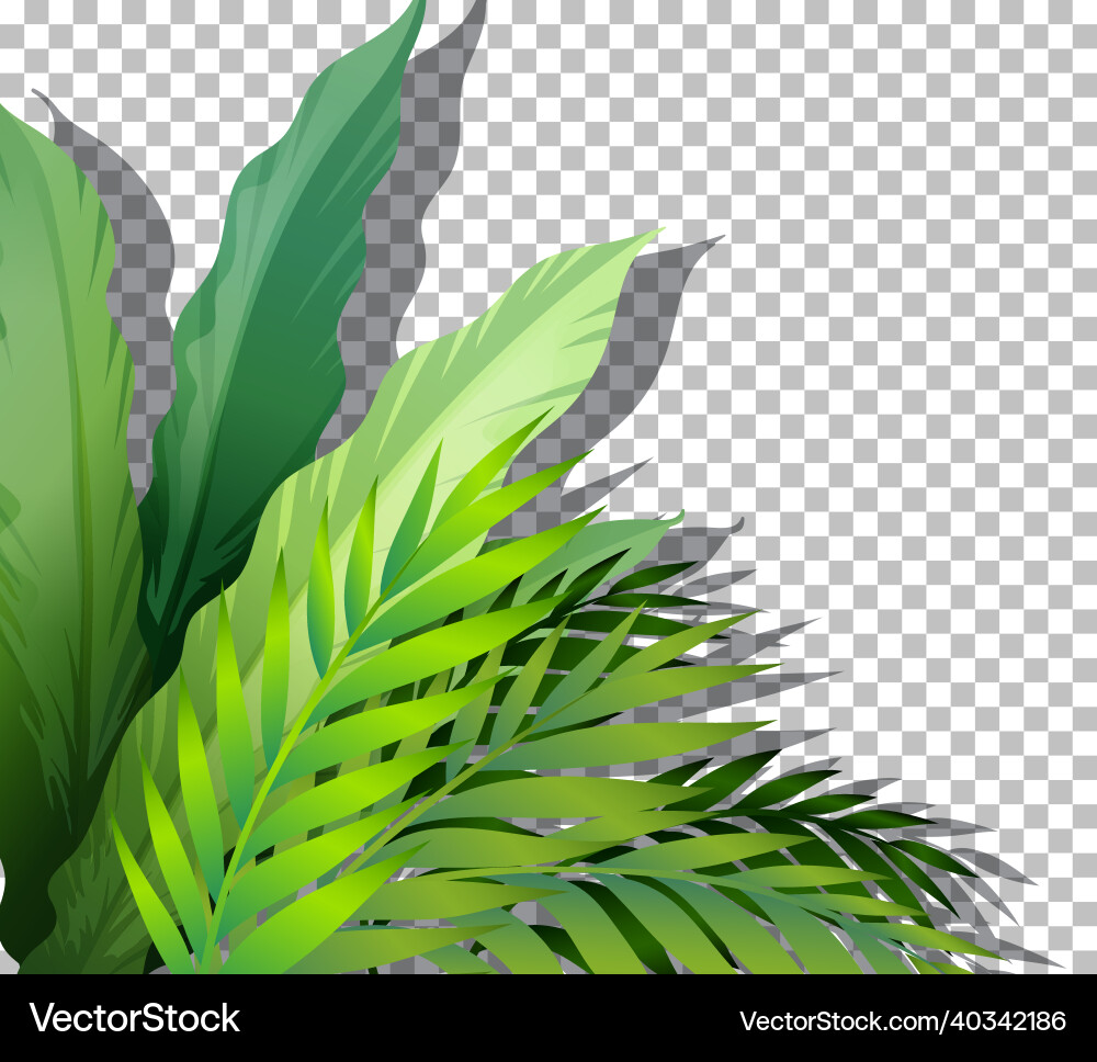Tropical plant on transparent background Vector Image