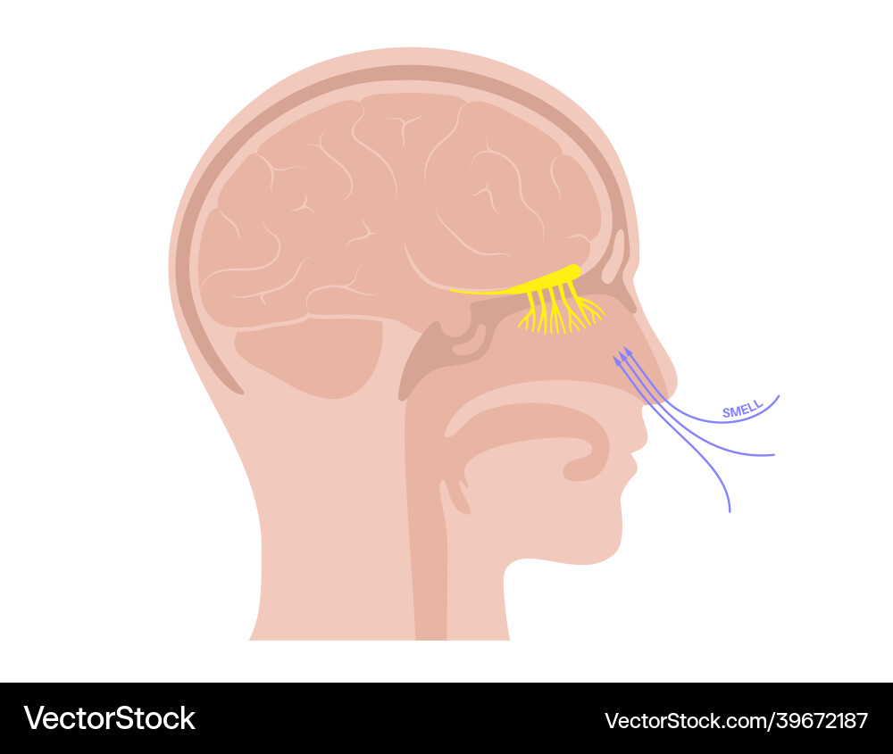 Olfactory Nerve Anatomy Poster Royalty Free Vector Image
