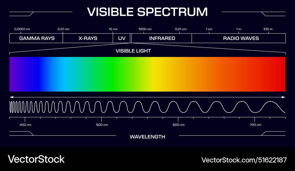 Visible spectrum light wavelengths diagram Vector Image