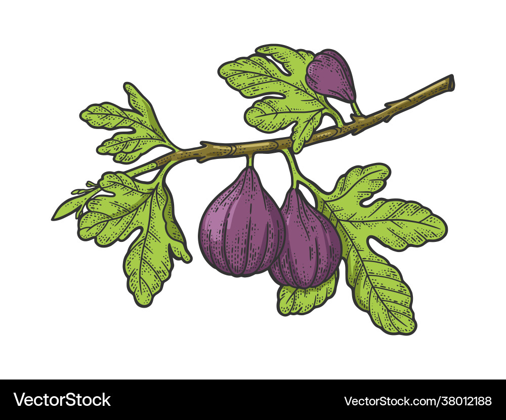 Common fig tree sketch Royalty Free Vector Image