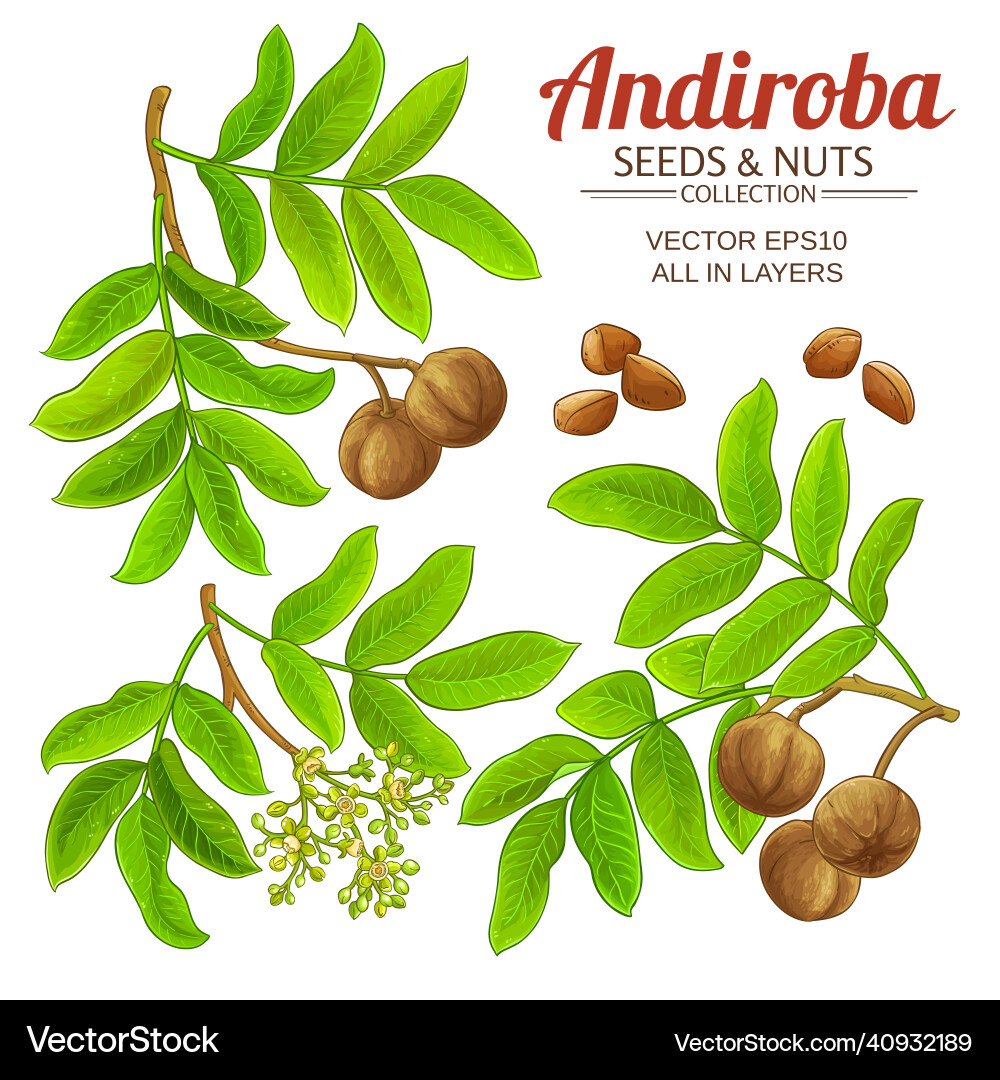 Andiroba branches set on white background Vector Image