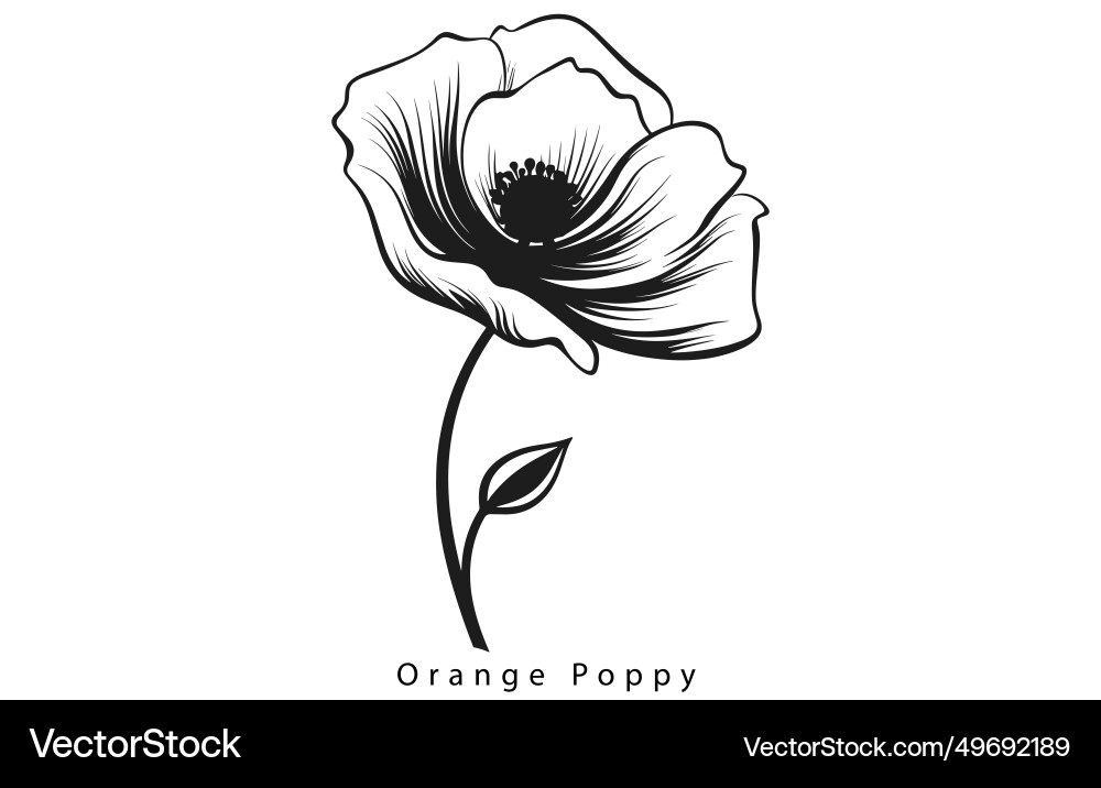 California poppy Royalty Free Vector Image - VectorStock