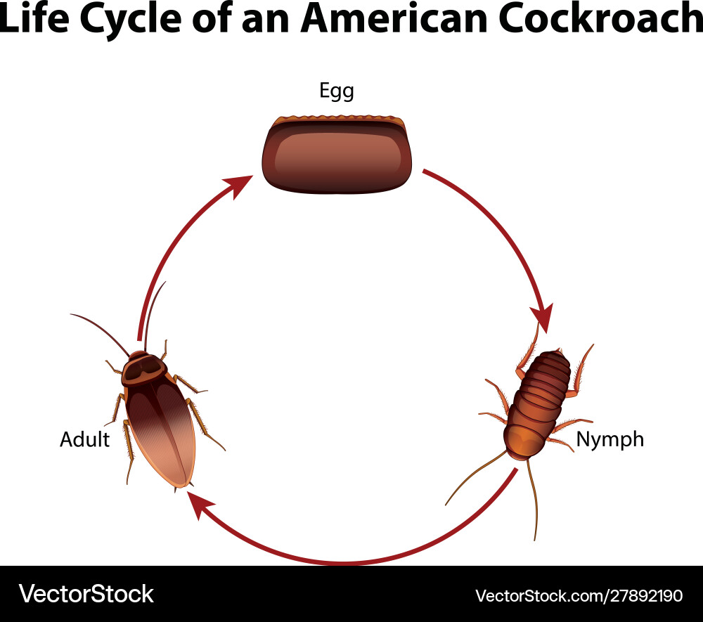 Cockroach Life Cycle Diagram – Royalty-Free Vector | VectorStock