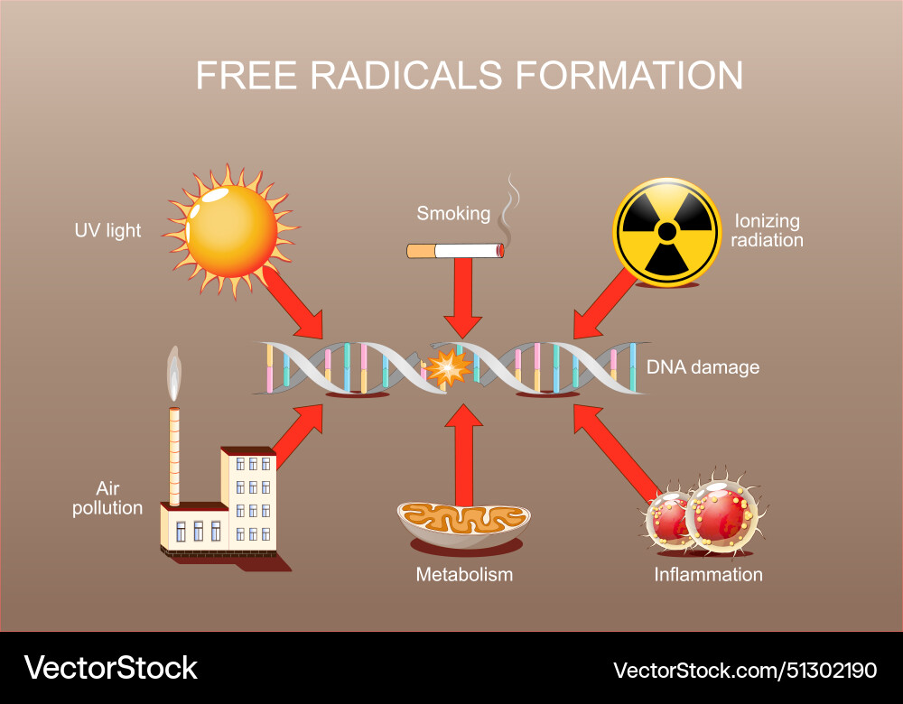 Dna damage free radical formation Royalty Free Vector Image