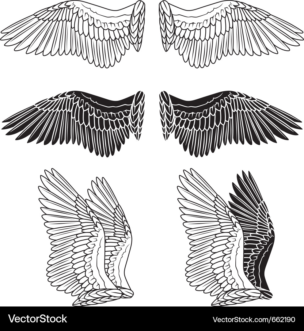 Dove wings Royalty Free Vector Image - VectorStock