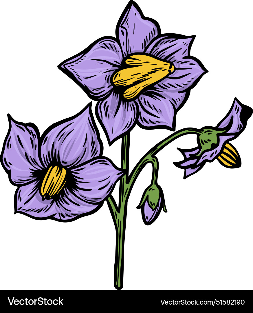 Engraved potato flower bloom isolated on white Vector Image