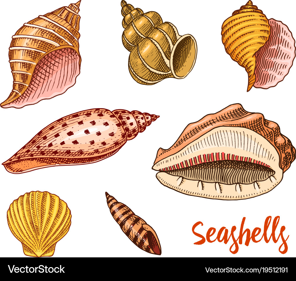 Seashells set or mollusca different forms sea Vector Image