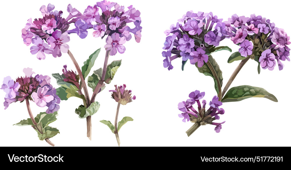 Verbena flower clipart Royalty Free Vector Image