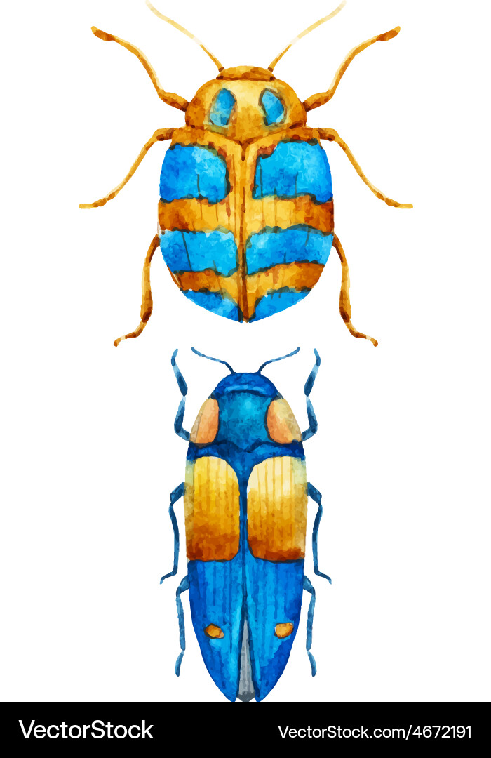 Watercolor Beetle Art Royalty Free Vector Image