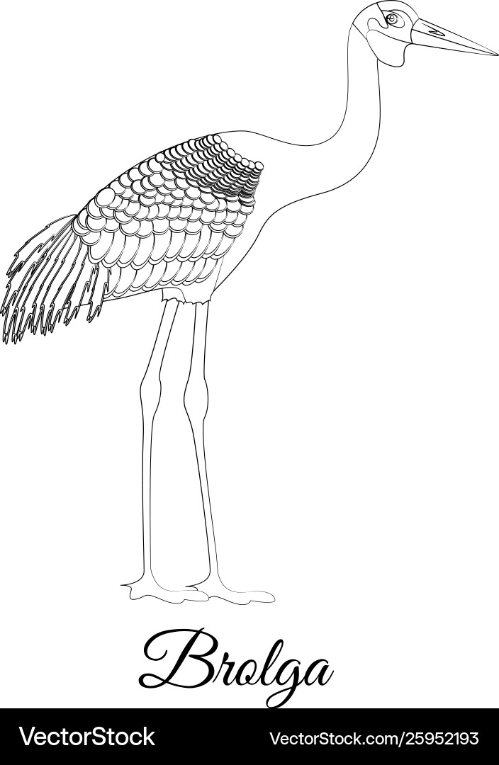 Brolga Stork Outline - Coloring Page Royalty Free Vector