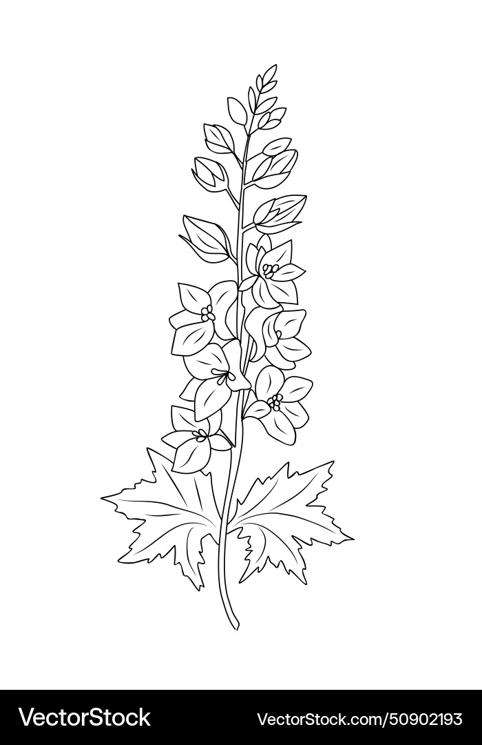 Larkspur flower line art drawing isolated Vector Image