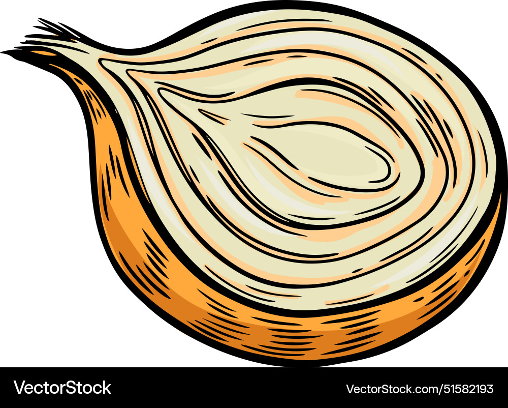 Onion half hand drawn sketch engraving Royalty Free Vector