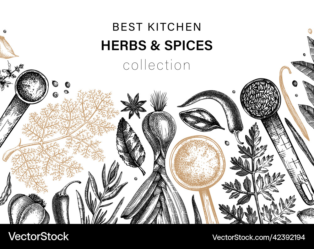 Hand drawn herbs and spices banner design Vector Image