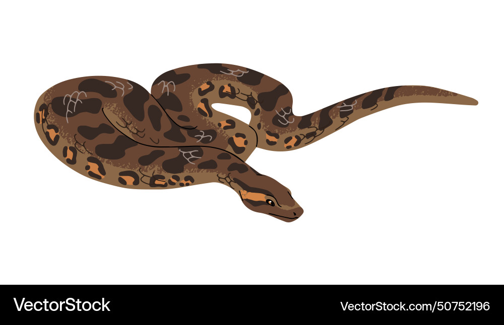 Giant green anaconda common water boa exotic Vector Image