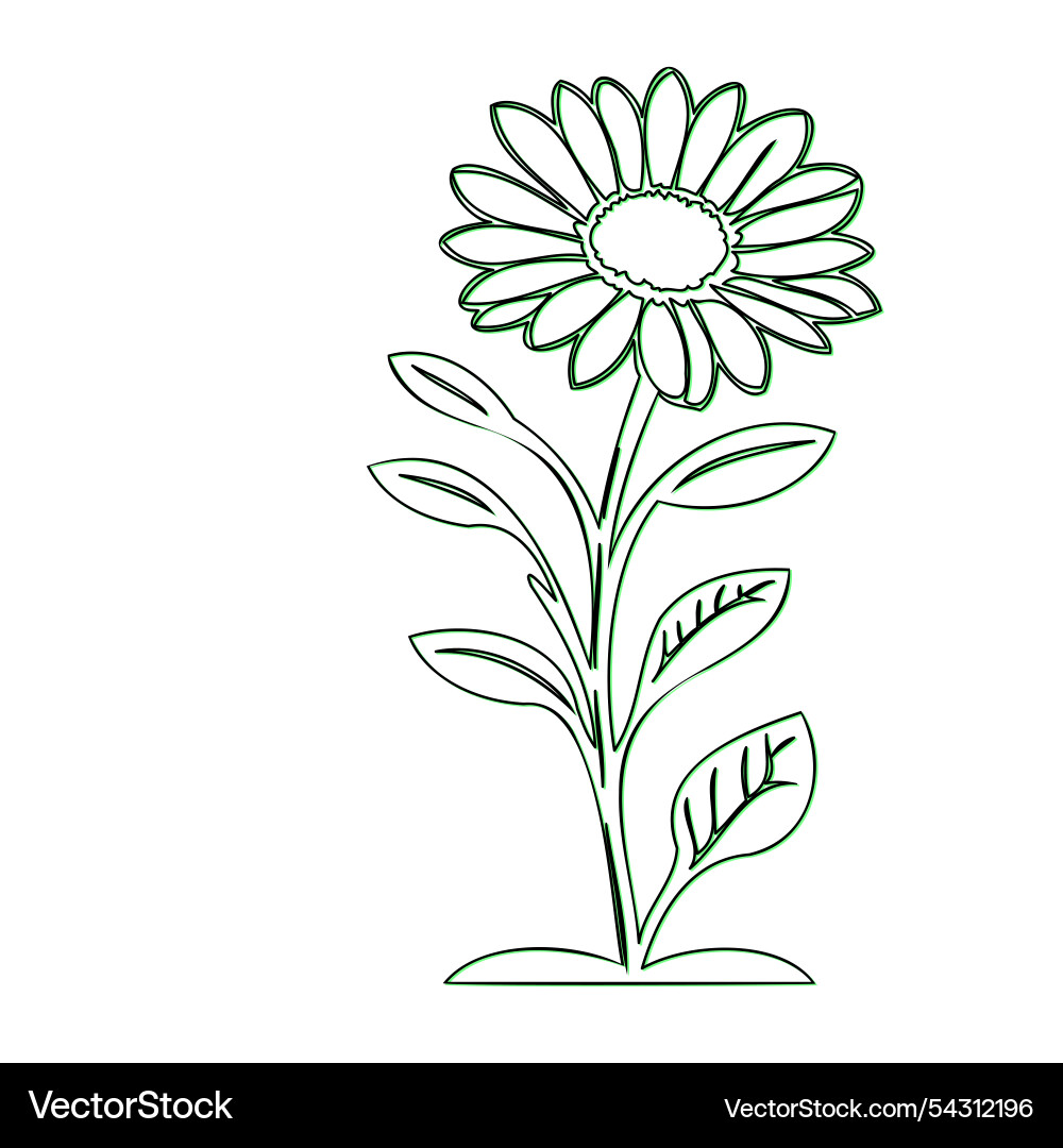 Simple line drawing of a sunflower botanical Vector Image
